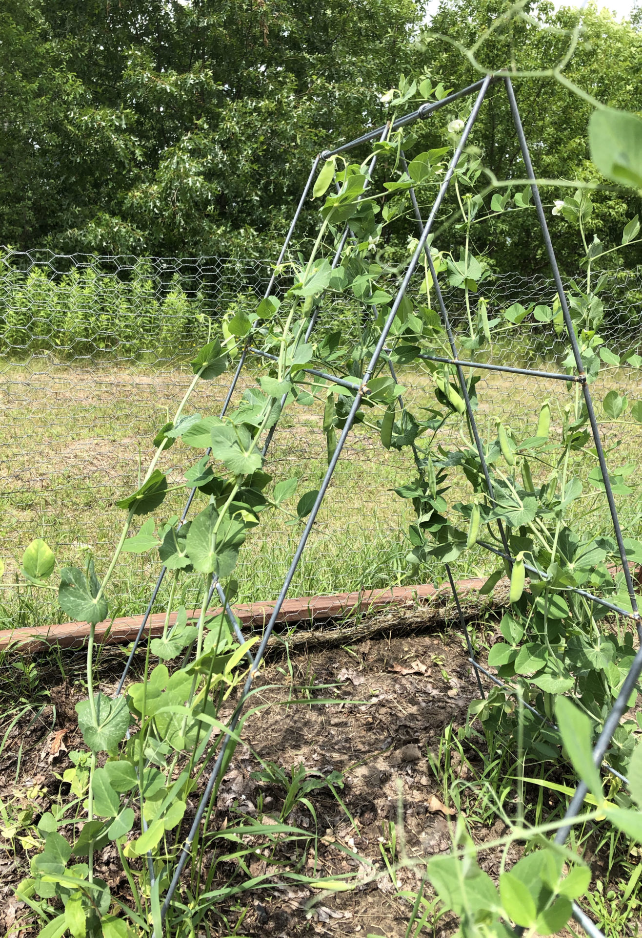 Plant Supports – Glamos Wire, Inc.